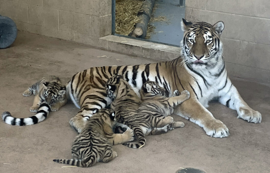 Amur tiger cubs conservation milestone for Minot zoo | News, Sports ...